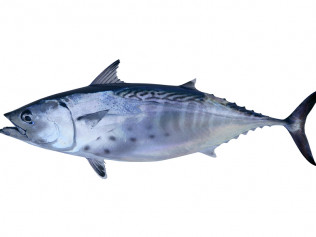 Fishing Bait | Bait Shop in Waretown, NJ | Waretown, NJ